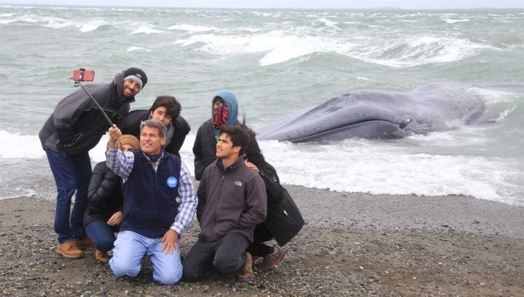Chile: Se suben a una ballena azul muerta para sacarse fotos - Noticias ...