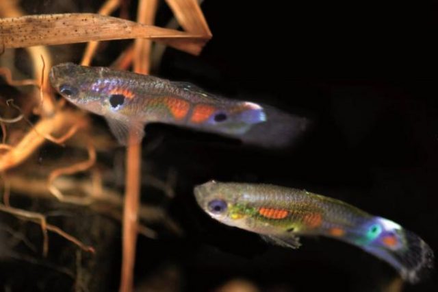 Colombia: Un estudio registró más de 60 especies de peces en el río ...