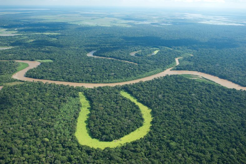 La cuenca del amazonas alberga 14.003 especies de plantas - Noticias ...