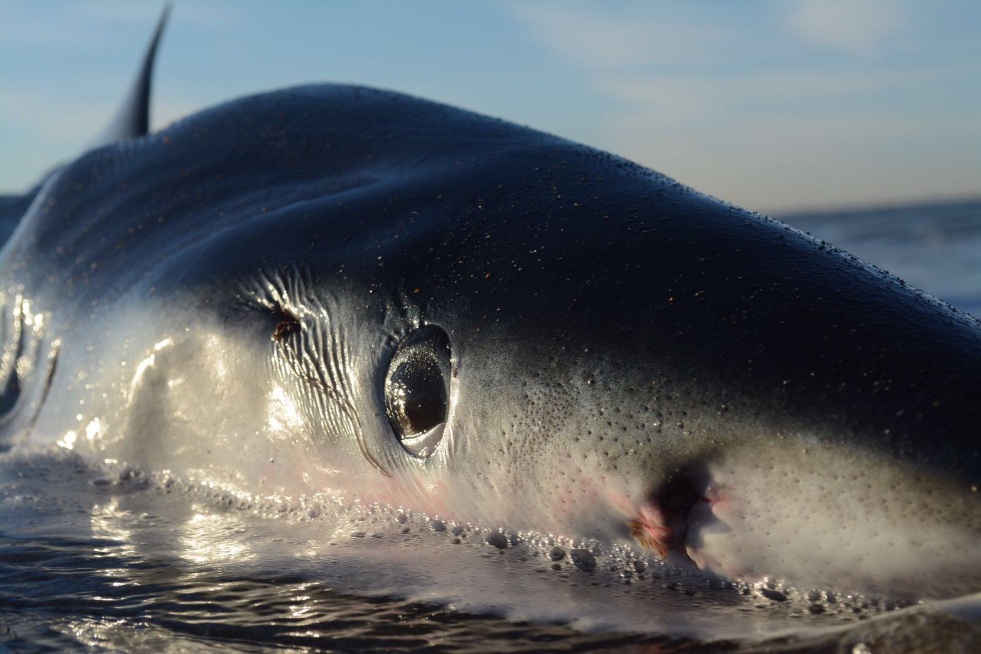 El enigma de los tiburones que aparecen ‘apuñalados’ por peces espada ...