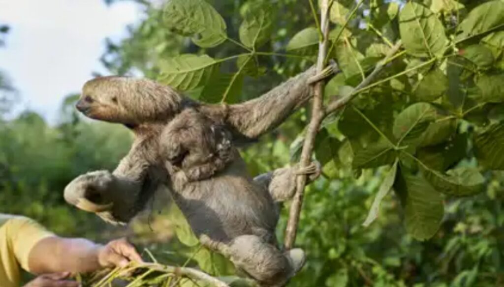 5 animales de América que están en peligro de extinción en 2022 ...