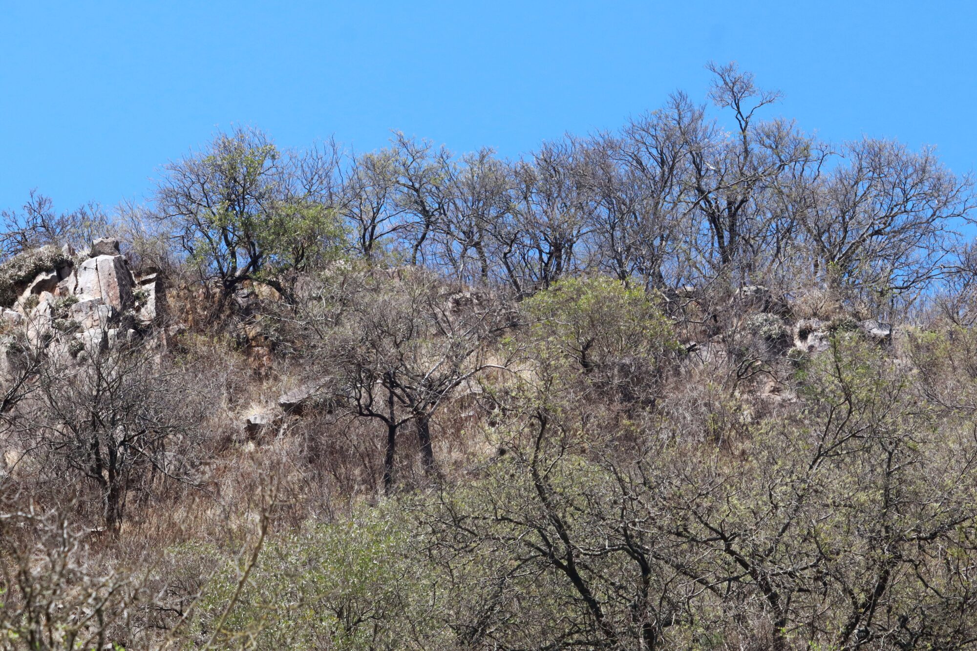 Siempreverde, el árbol que pone en riesgo los bosques nativos en ...