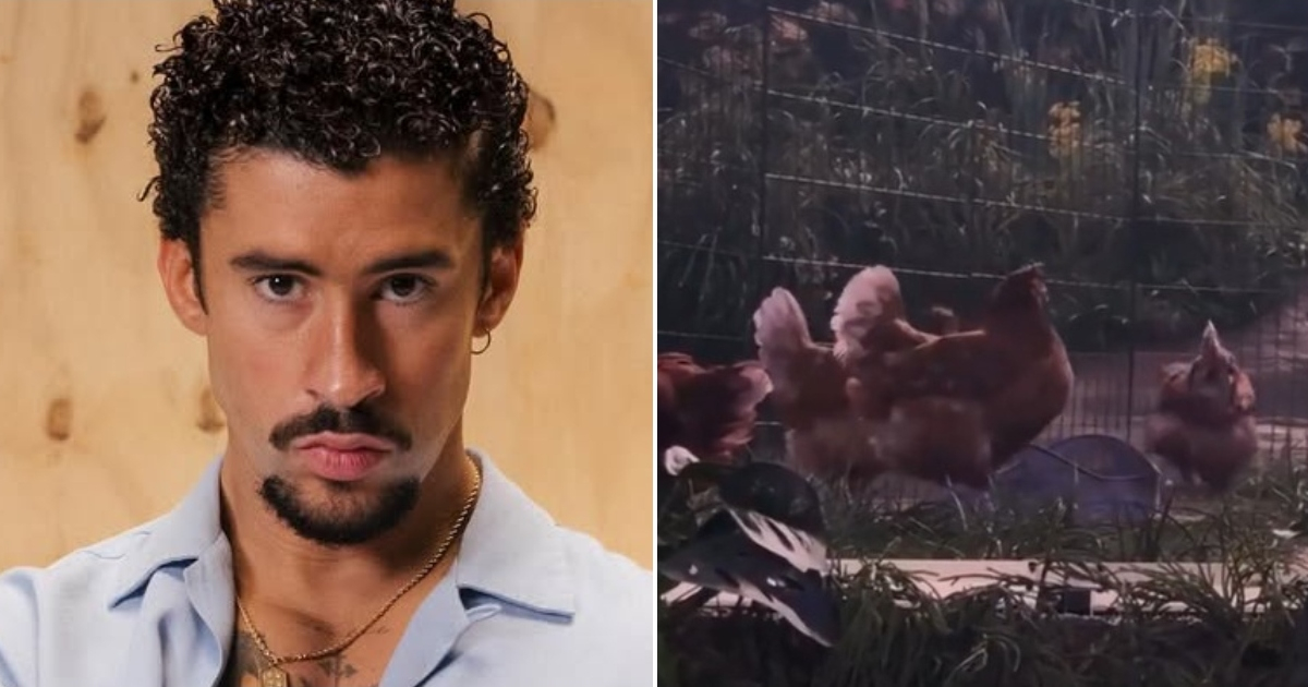 Animals are not part of the show: the complaint against Bad Bunny for ...